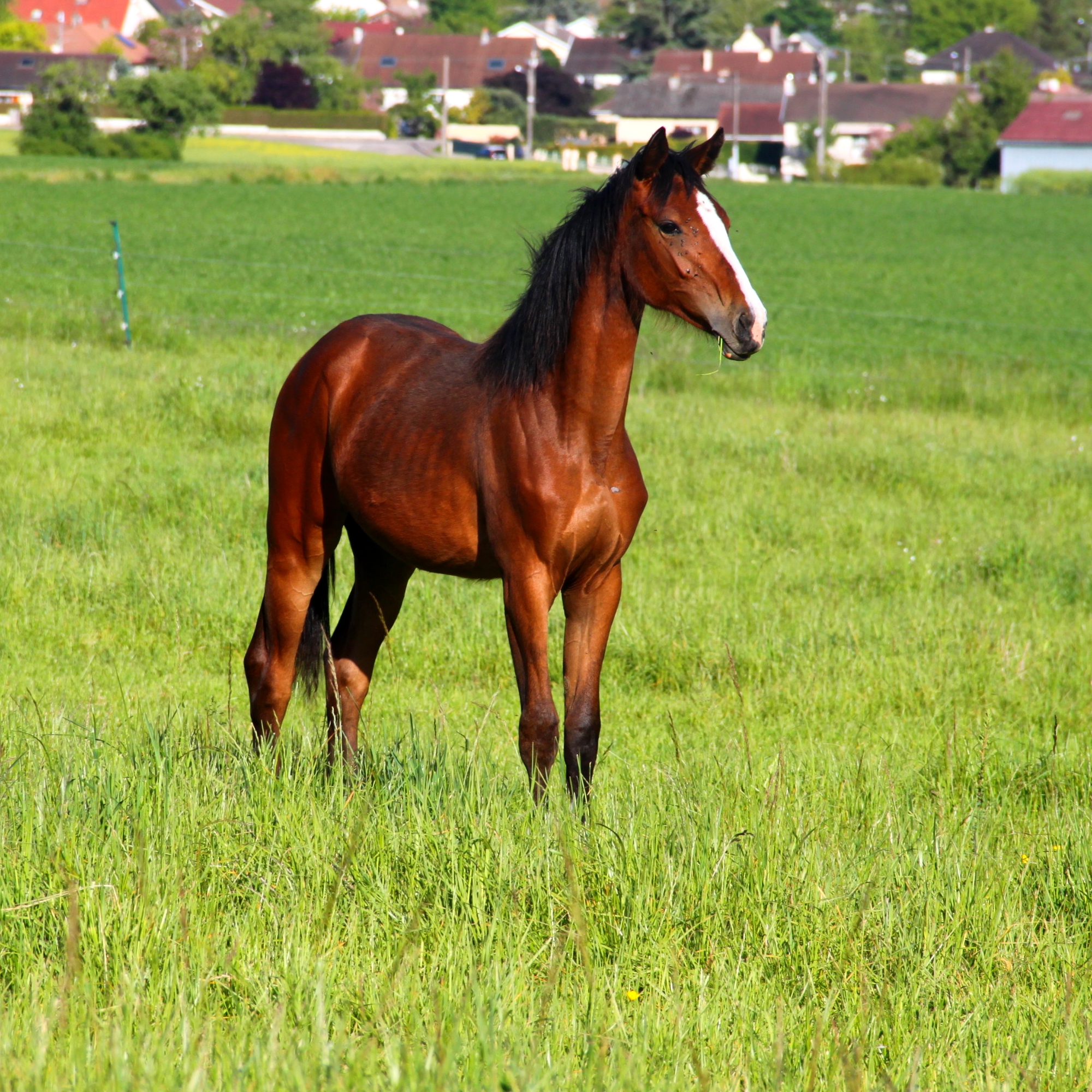 Pensions Chevaux Dijon